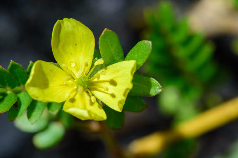 Il Tribulus terrestris: proprietà e benefici di una pianta sottovalutata