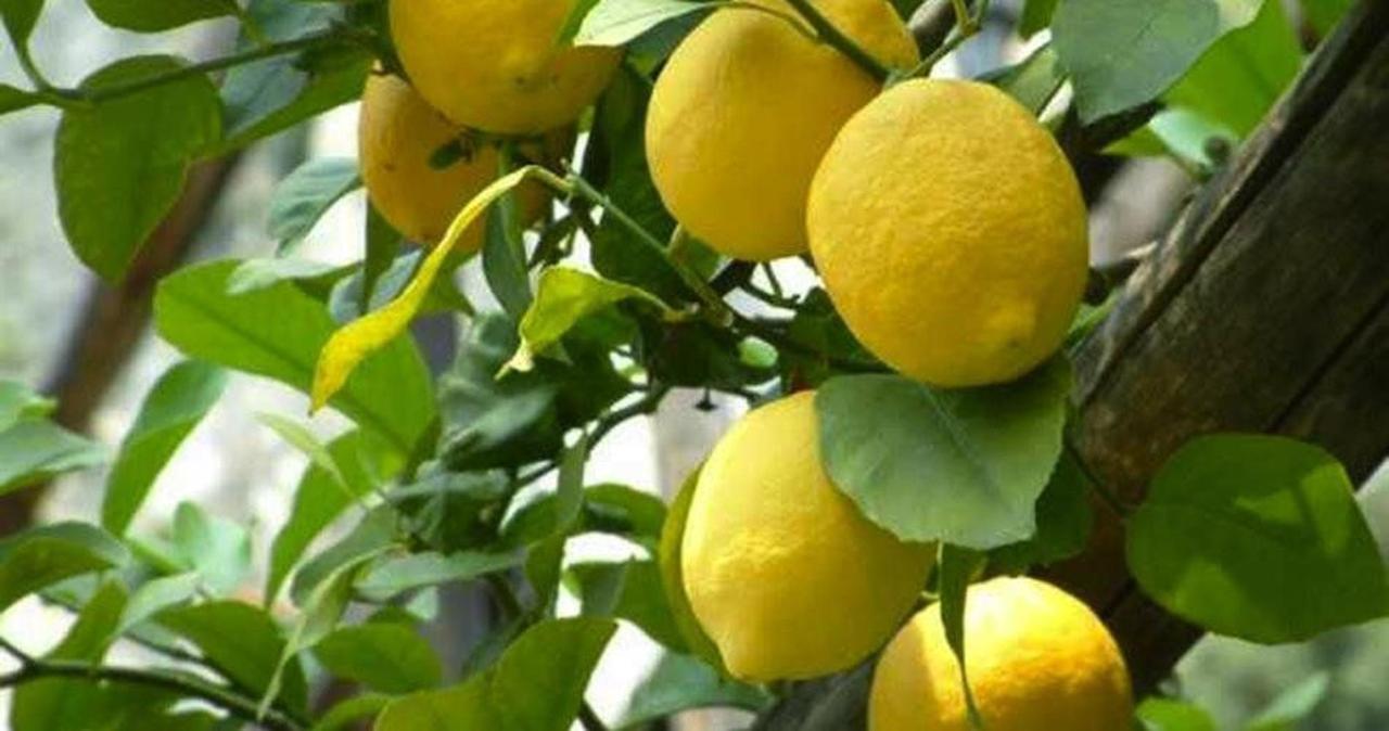 Così le importazioni hanno "spremuto" i limoni di Sicilia